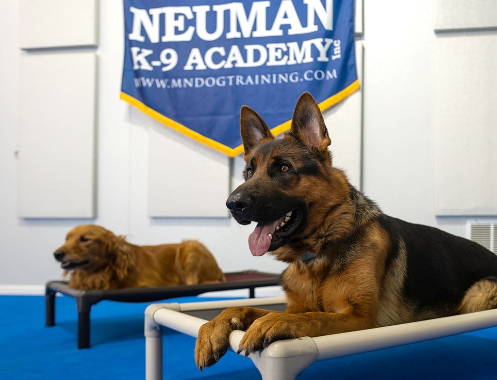 Minnesota Dog Training, Dog and Puppy Boot Camp - Neuman K-9 Academy