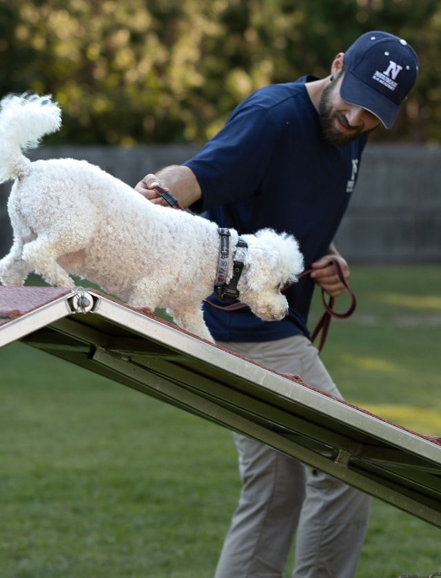 Minnesota Dog Training, Dog and Puppy Boot Camp - Neuman K-9 Academy